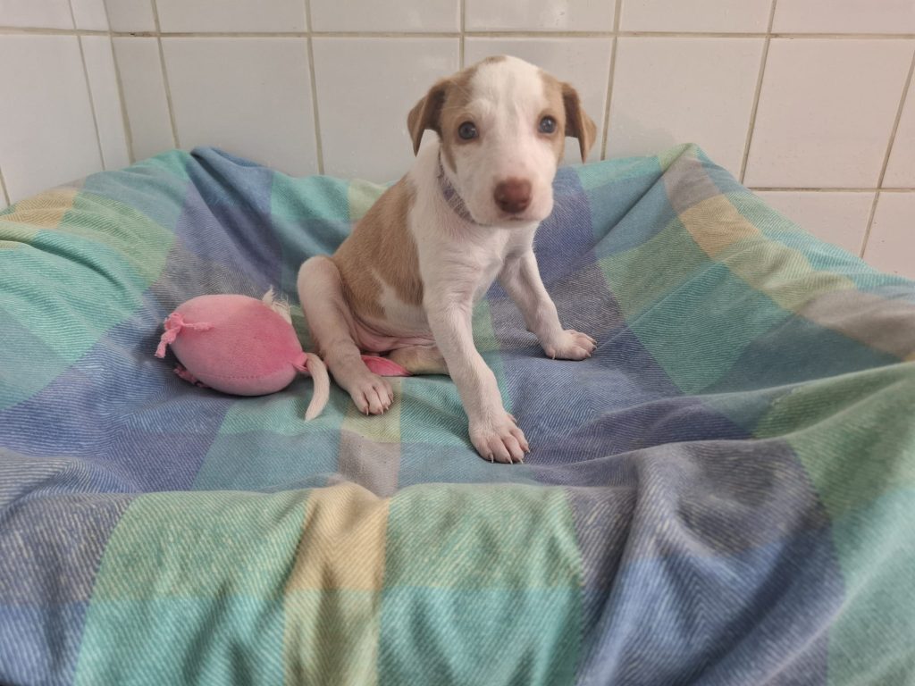 Peanut - Dierenhulp zonder Grenzen Internationaal