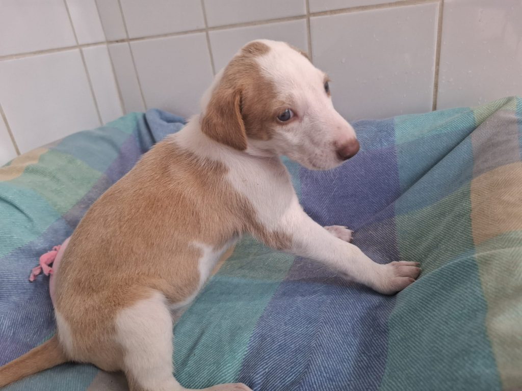Peanut - Dierenhulp zonder Grenzen Internationaal